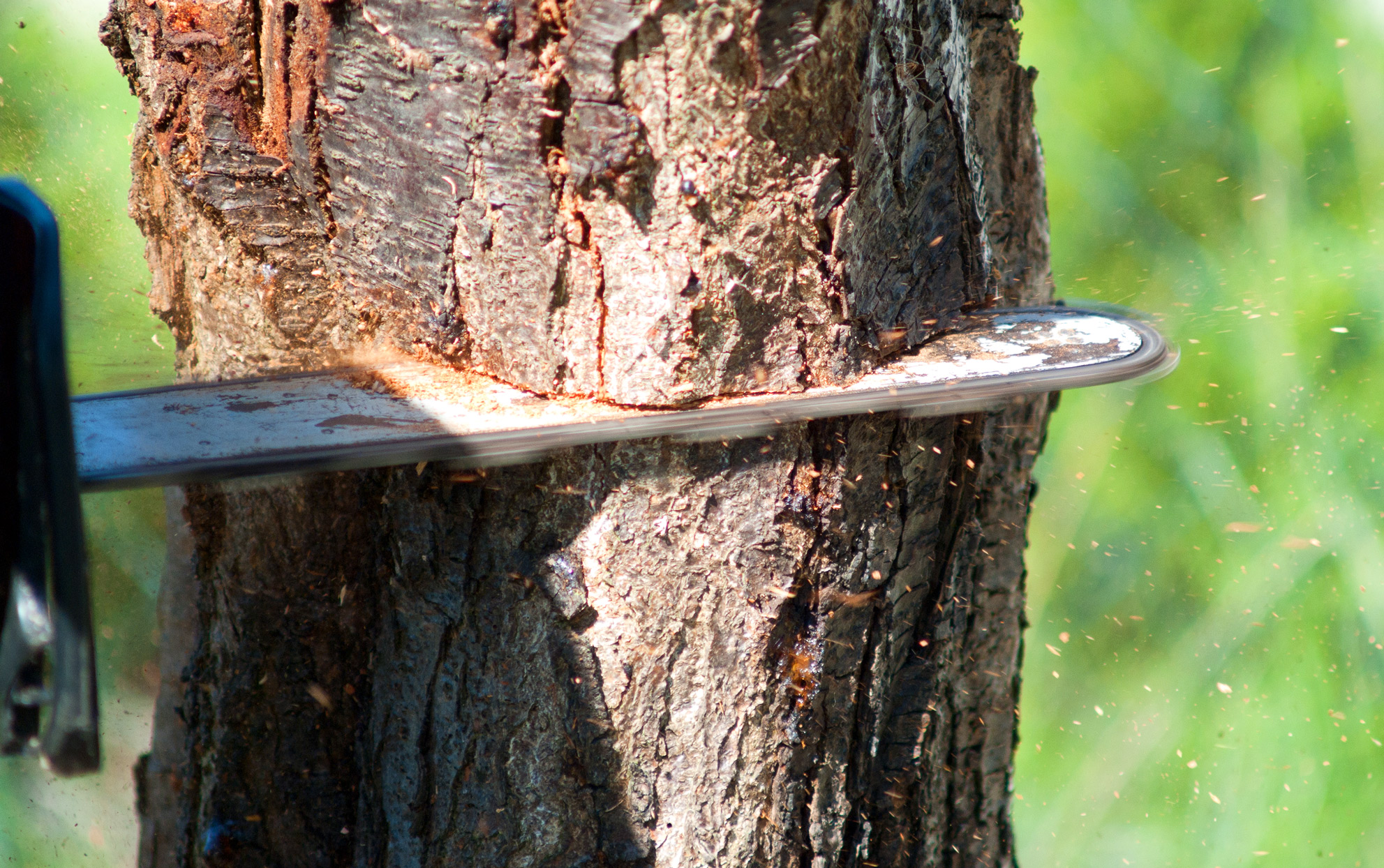 Tree Removal Services - How Do They Work? - Advanced BC